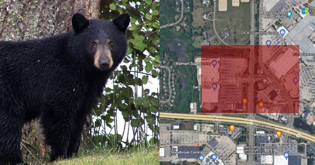 Bear Sighting In Gurnee - Lake County News Dispatch