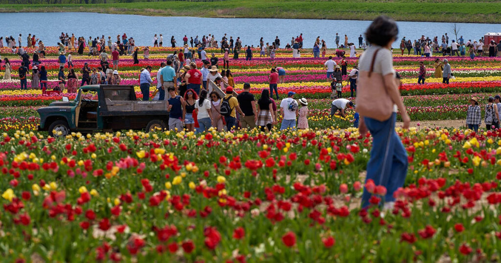 Richardson Farm Tulip Fest brings splash of Holland to northern ...
